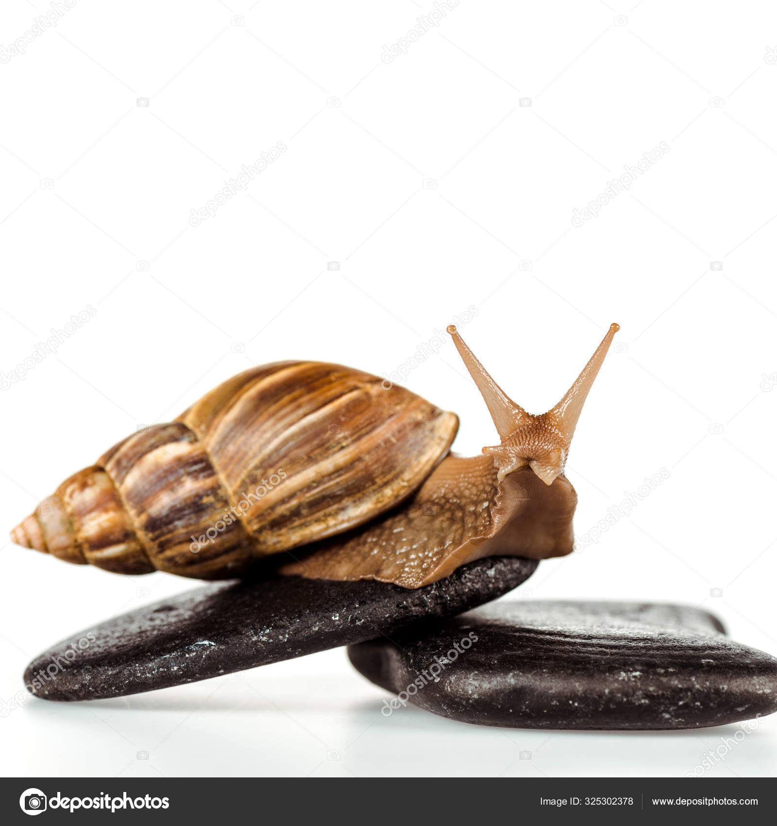 Close View Brown Snail Spa Stones Isolated White — Stock Photo ...