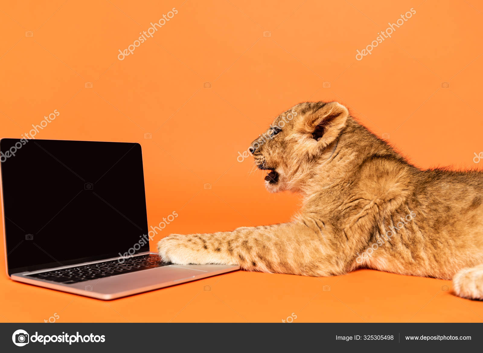 Side View Cute Lion Cub Lying Laptop Blank Screen Orange — Stock Photo ...