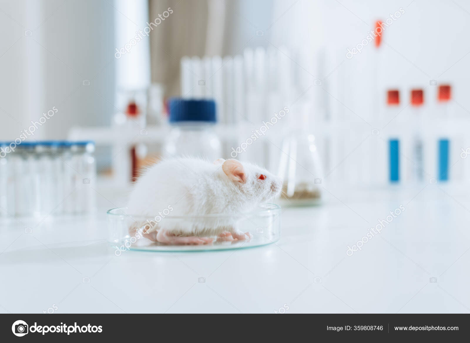 Selective Focus White Mouse Petri Dish Containers Medicines Test Tubes ...