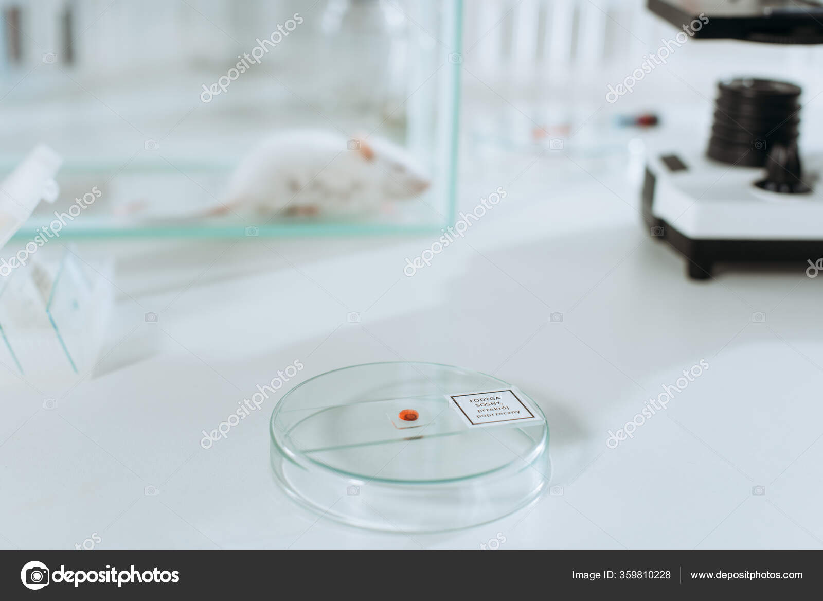 Selective Focus Petri Dish Biomaterial White Mouse Glass Box Stock ...