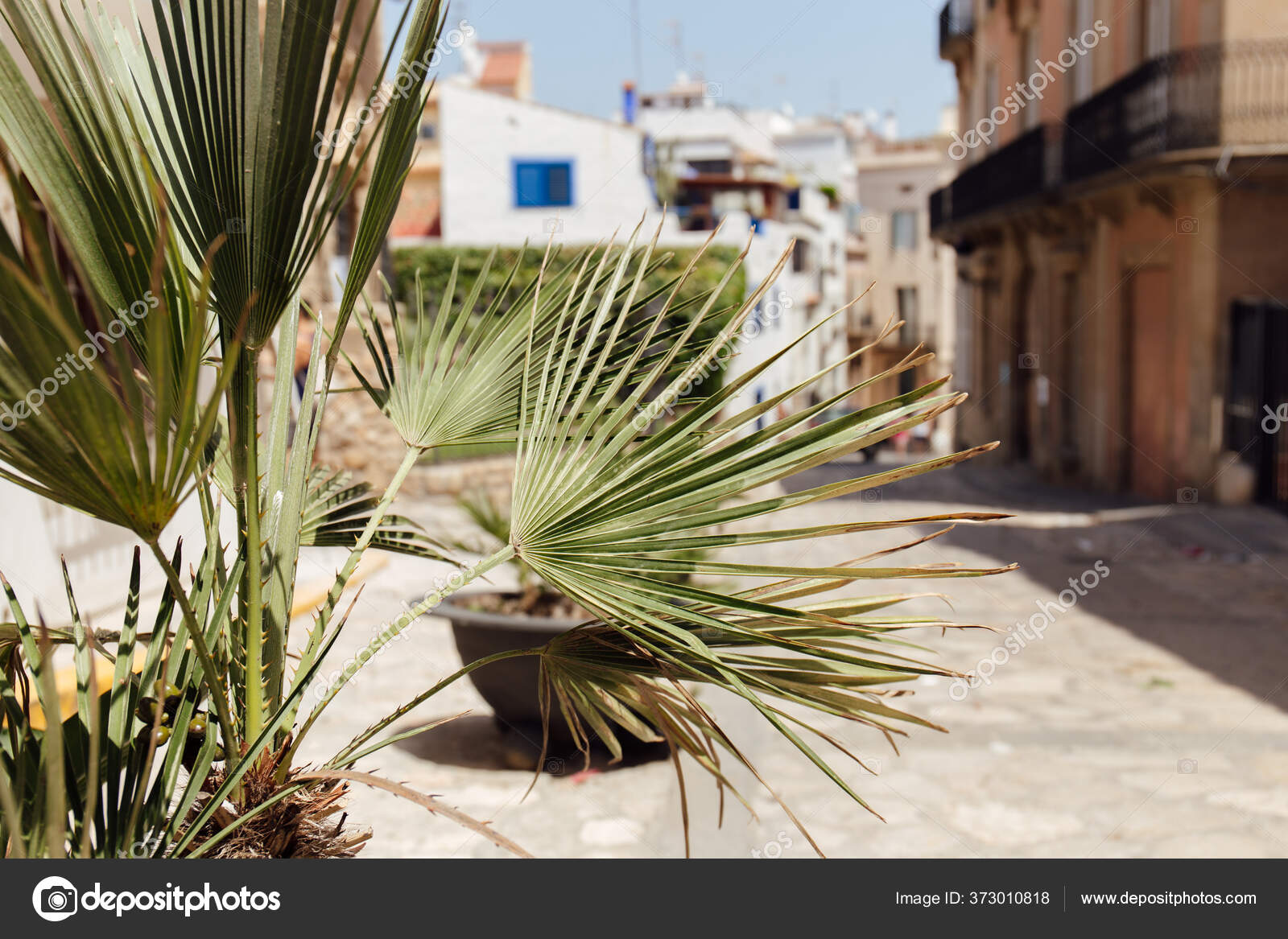 Selective Focus Branches Palm Tree Urban Street Catalonia Spain Stock ...