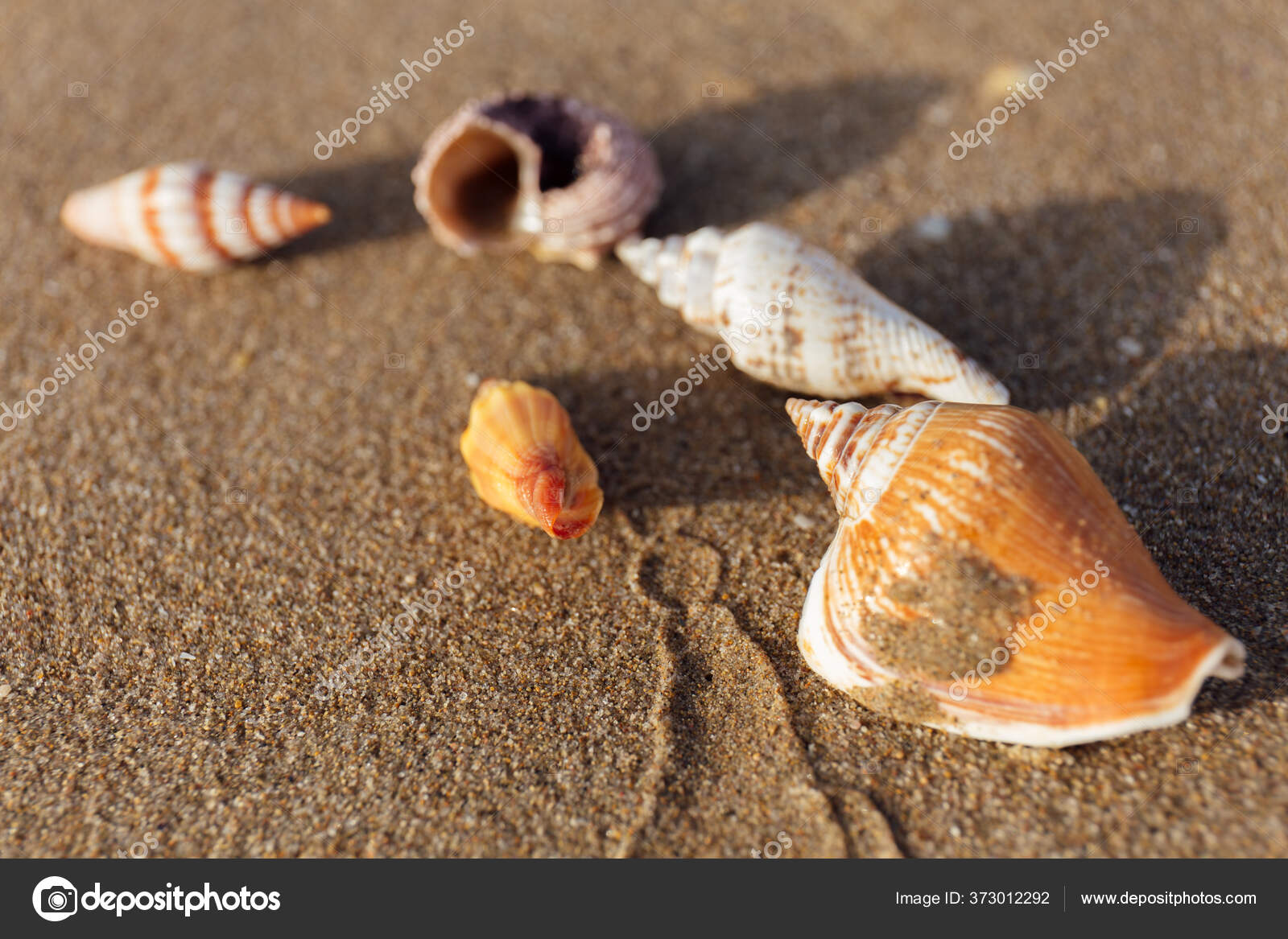 Selective Focus Seashells Wet Sand Beach Stock Photo by ©IgorVetushko ...