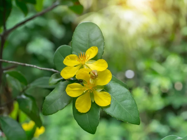 Micky mouse flower - Stock Image - Everypixel