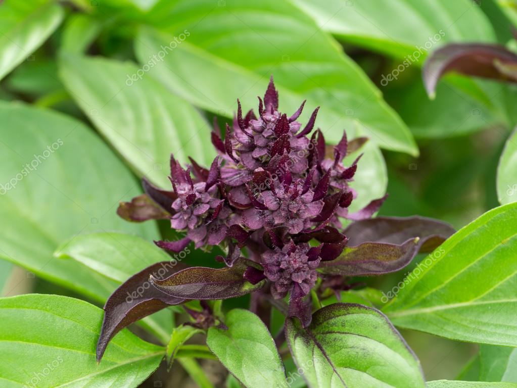 Sweet Basil Flowers