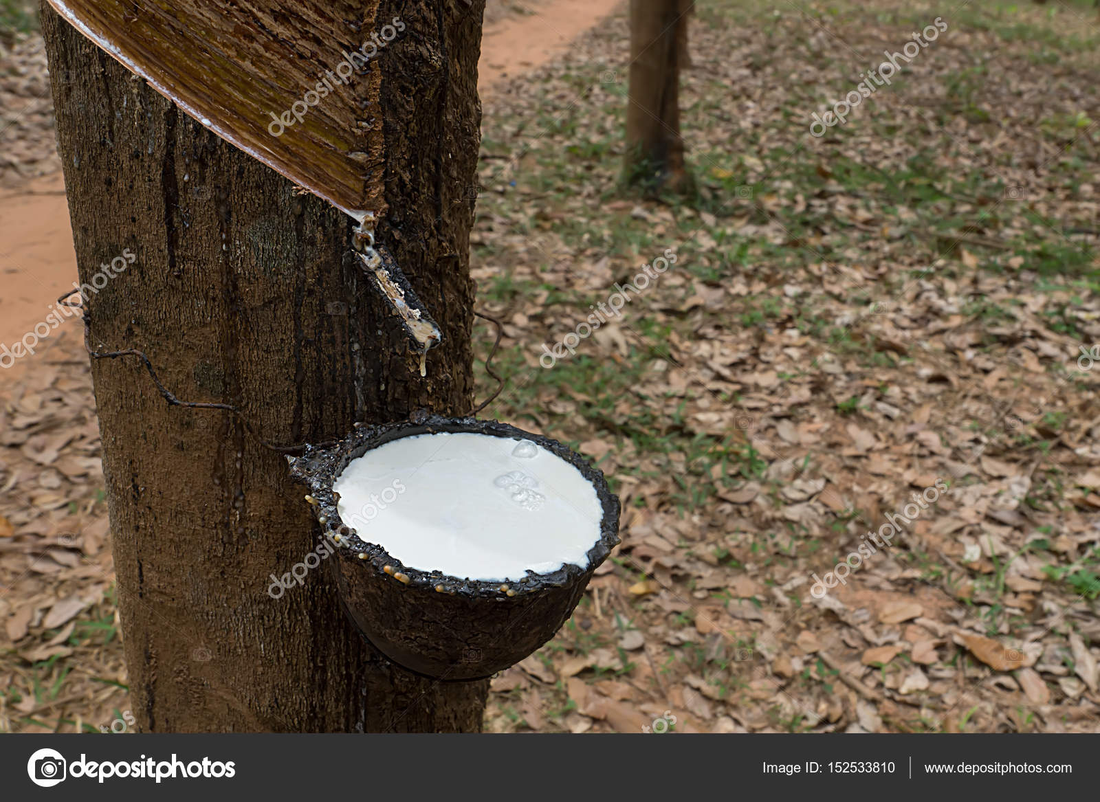 Rubber Latex of rubber trees. — Stock Photo © Noppharat_th #152533810