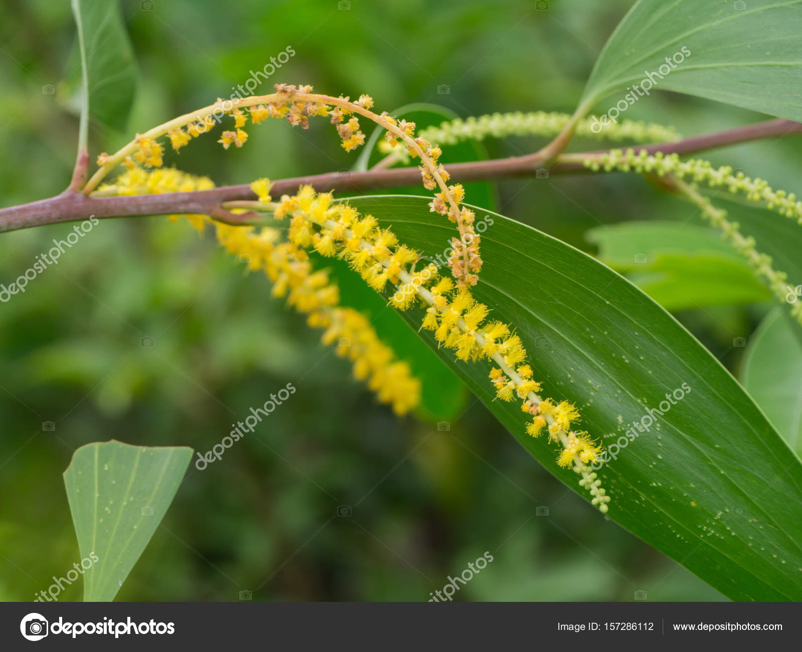Acacia Auriculiformis Leaves