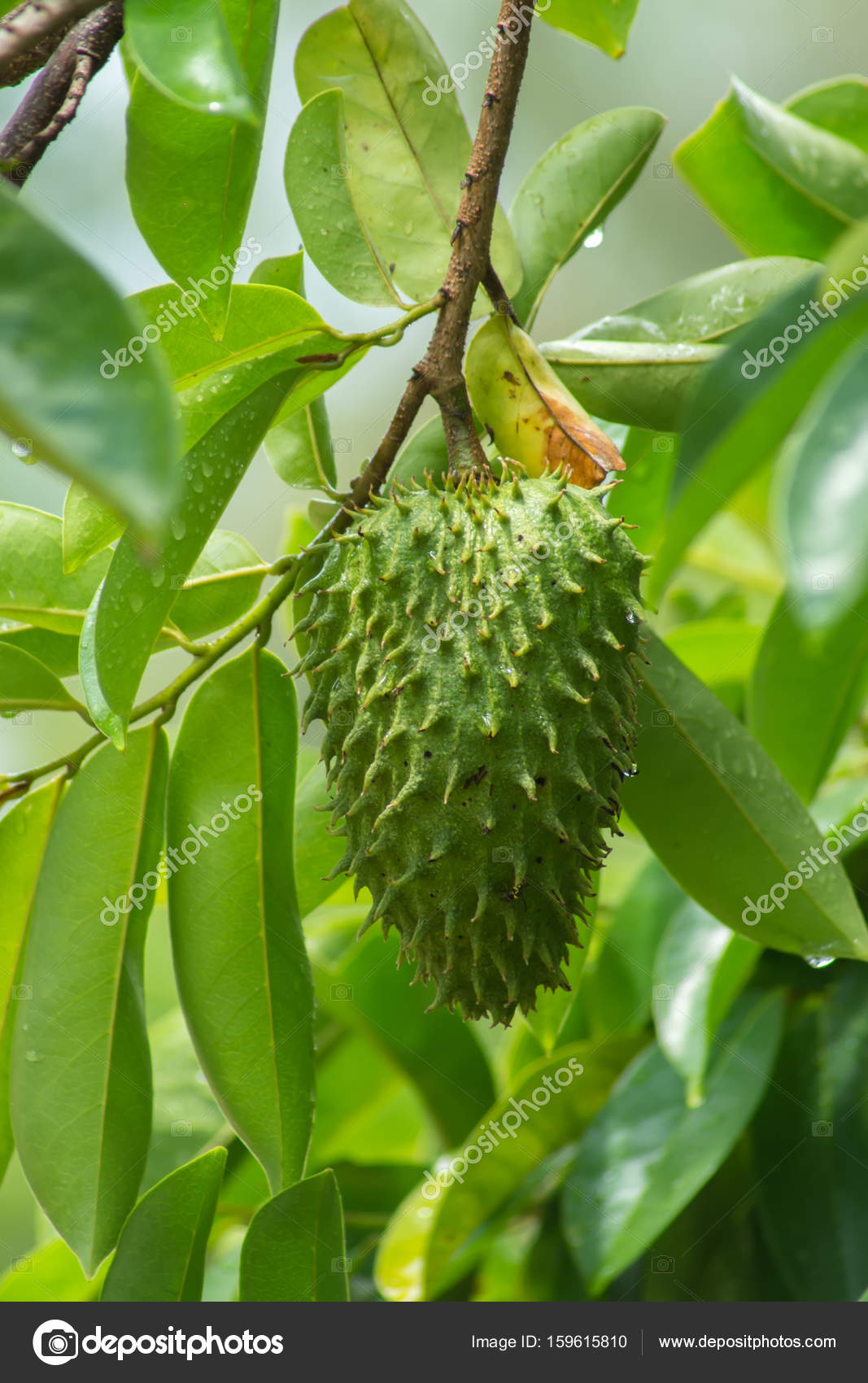 Soursop Fruit Tree