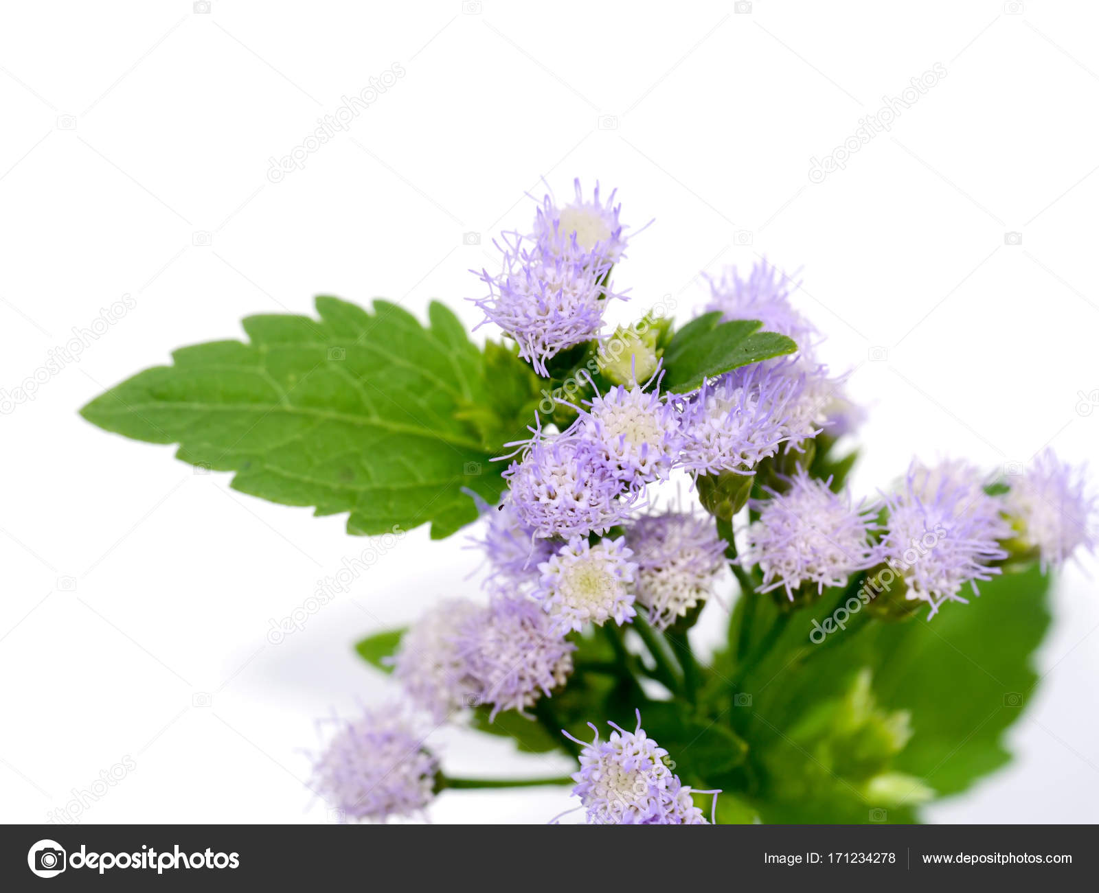 Siam weed, Bitter bush, Christmas bush, Devil weed. — Stock Photo ...