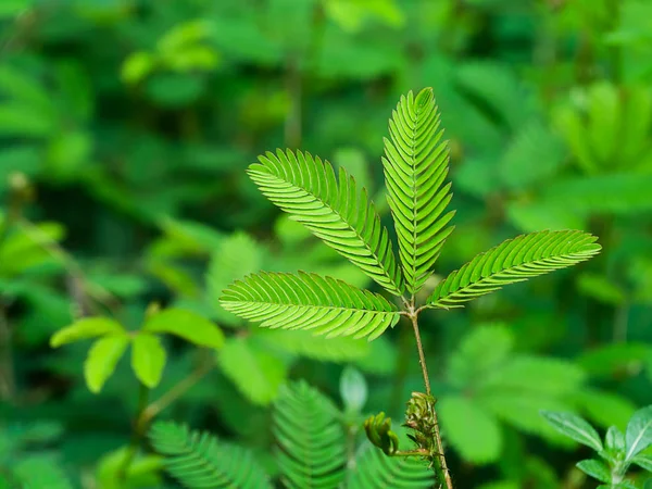 Sensitive plant background. - Stock Image - Everypixel
