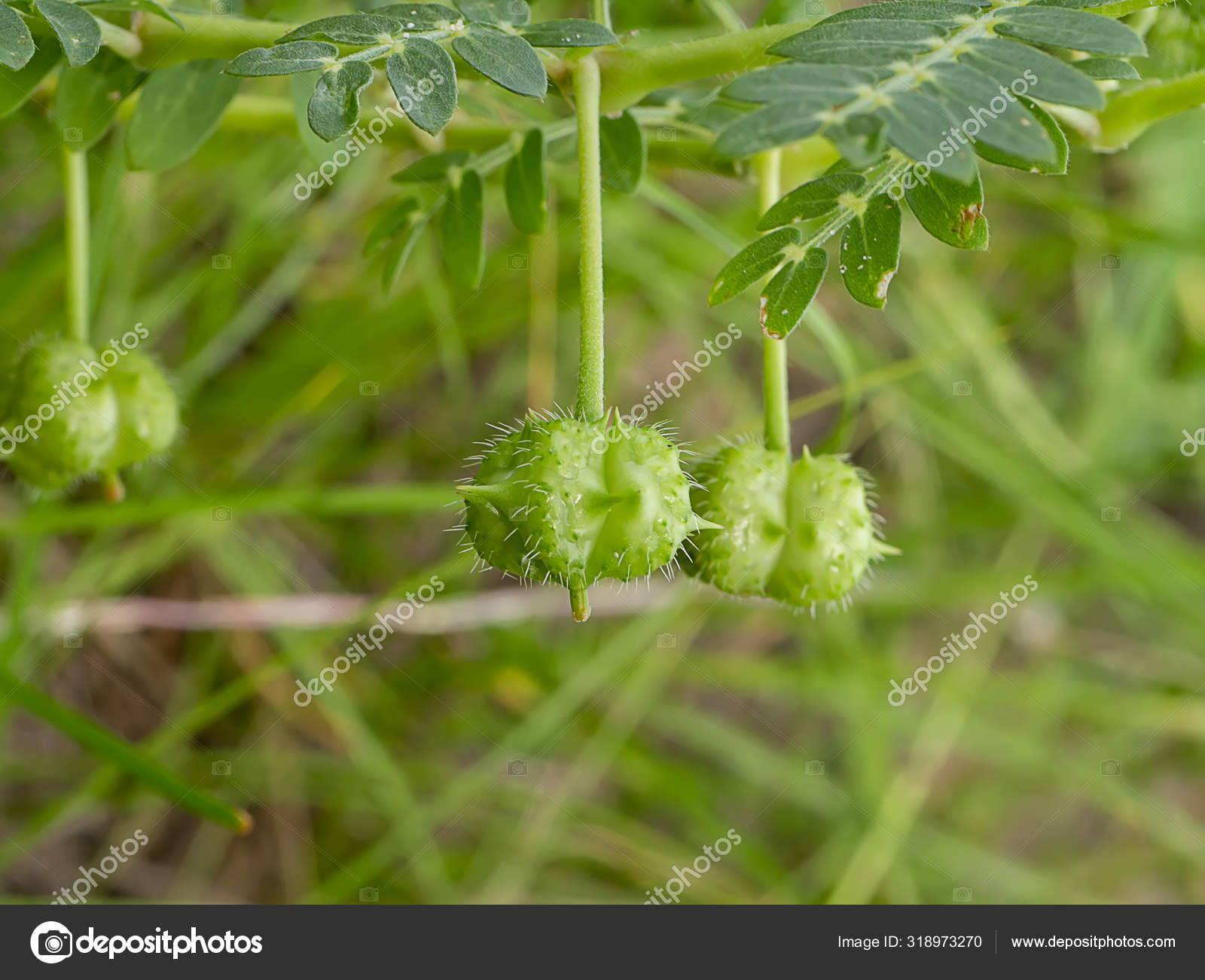 The yellow flower of devil's thorn. Stock Photo by ©Noppharat_th 318973270