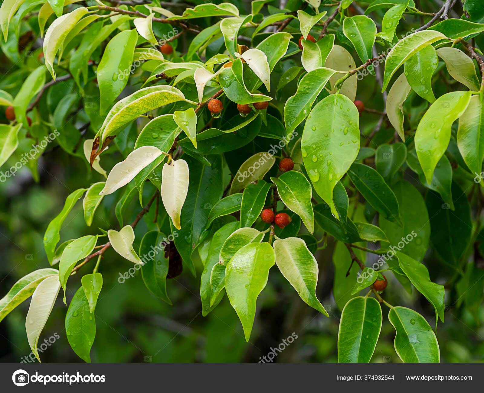 Ficus Benjamina Fruit