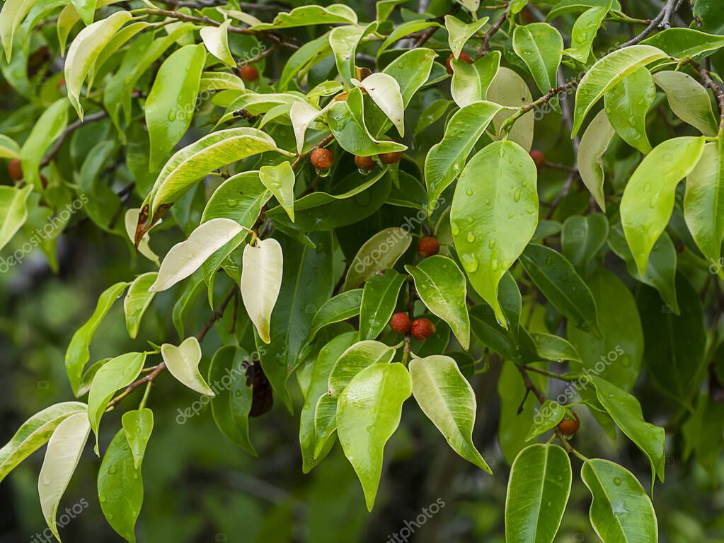 higo llorón, Ficus benjamina, árbol de Banyan con frutos en rama. 2025