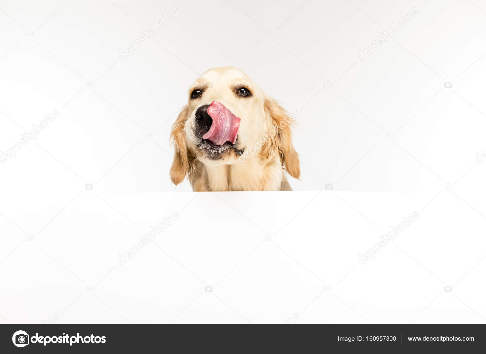 Dog with empty blank — Stock Photo © AllaSerebrina #160957300