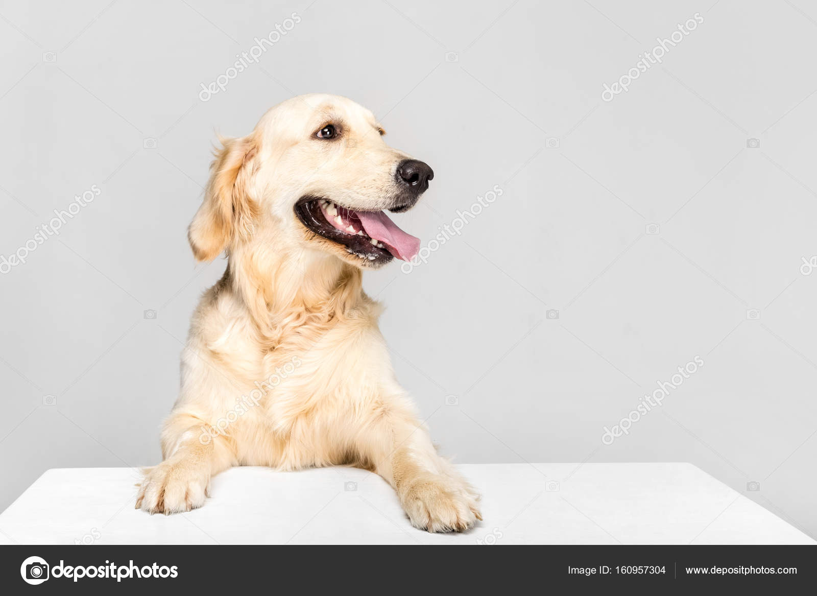 Dog with empty blank — Stock Photo © AllaSerebrina #160957304
