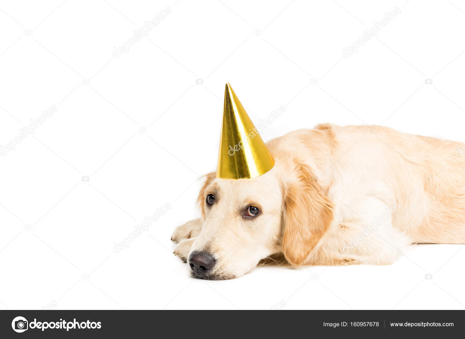 Sad Party Dog