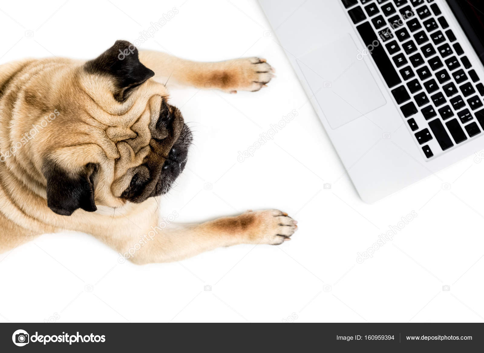 Pug dog with laptop — Stock Photo © AllaSerebrina #160959394