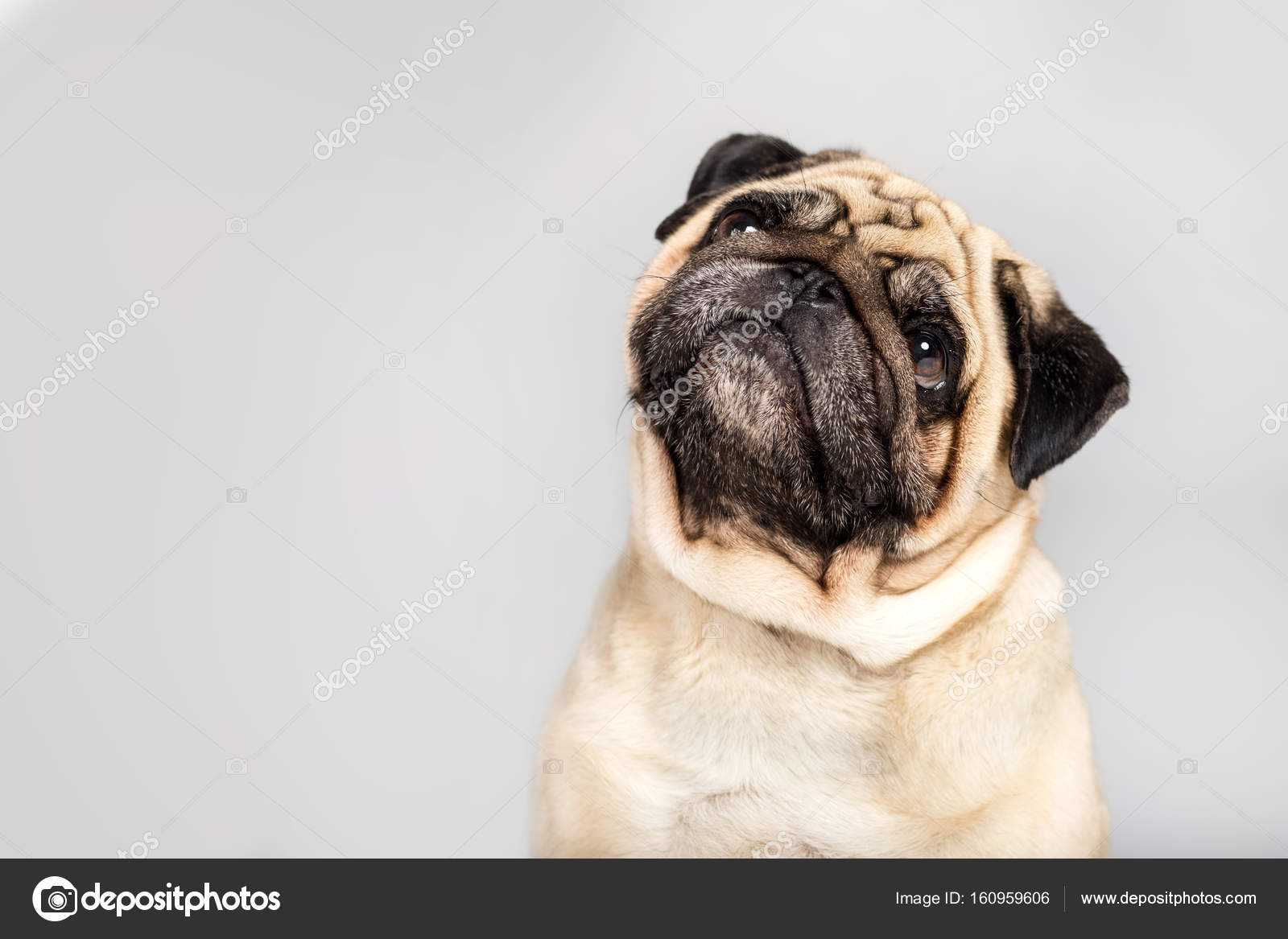Funny pug dog — Stock Photo © AllaSerebrina #160959606