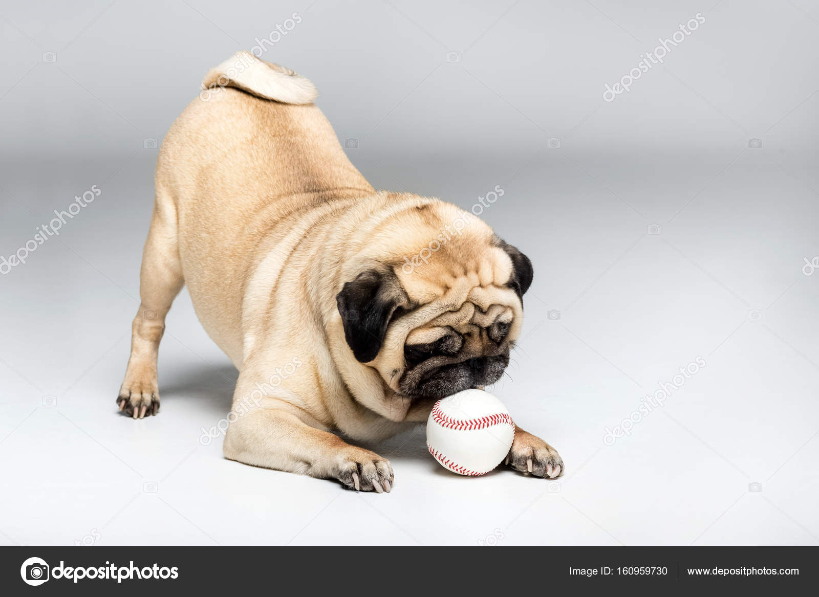Pug dog playing with ball — Stock Photo © AllaSerebrina #160959730