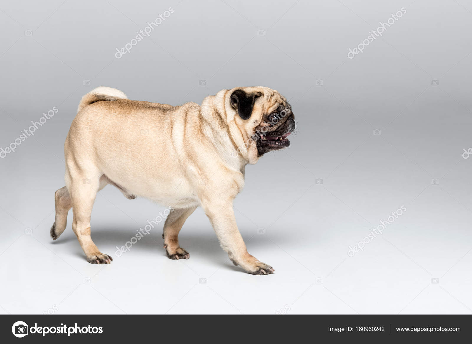 Cute pug dog — Stock Photo © AllaSerebrina #160960242