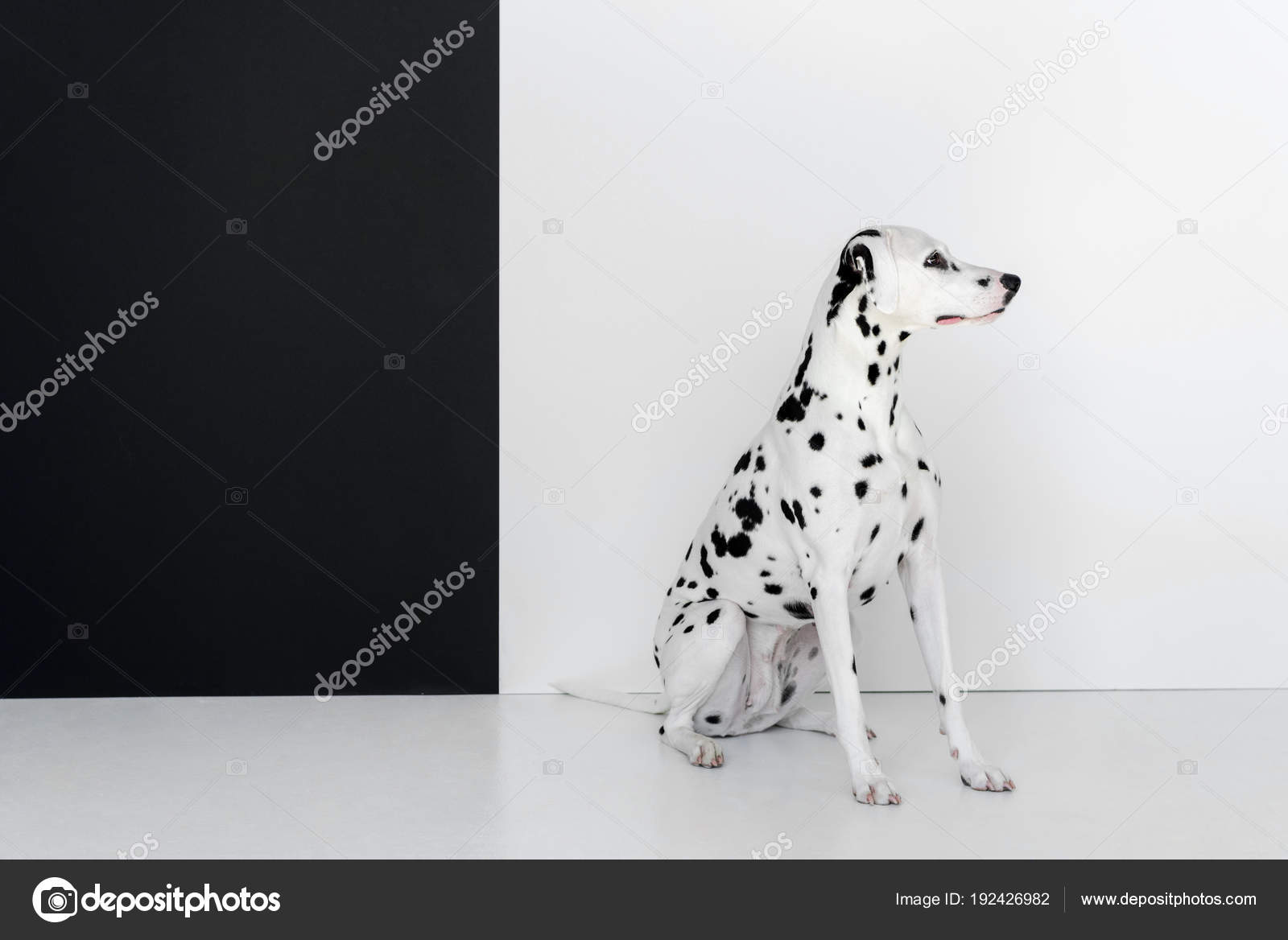 Dog Side View Sitting