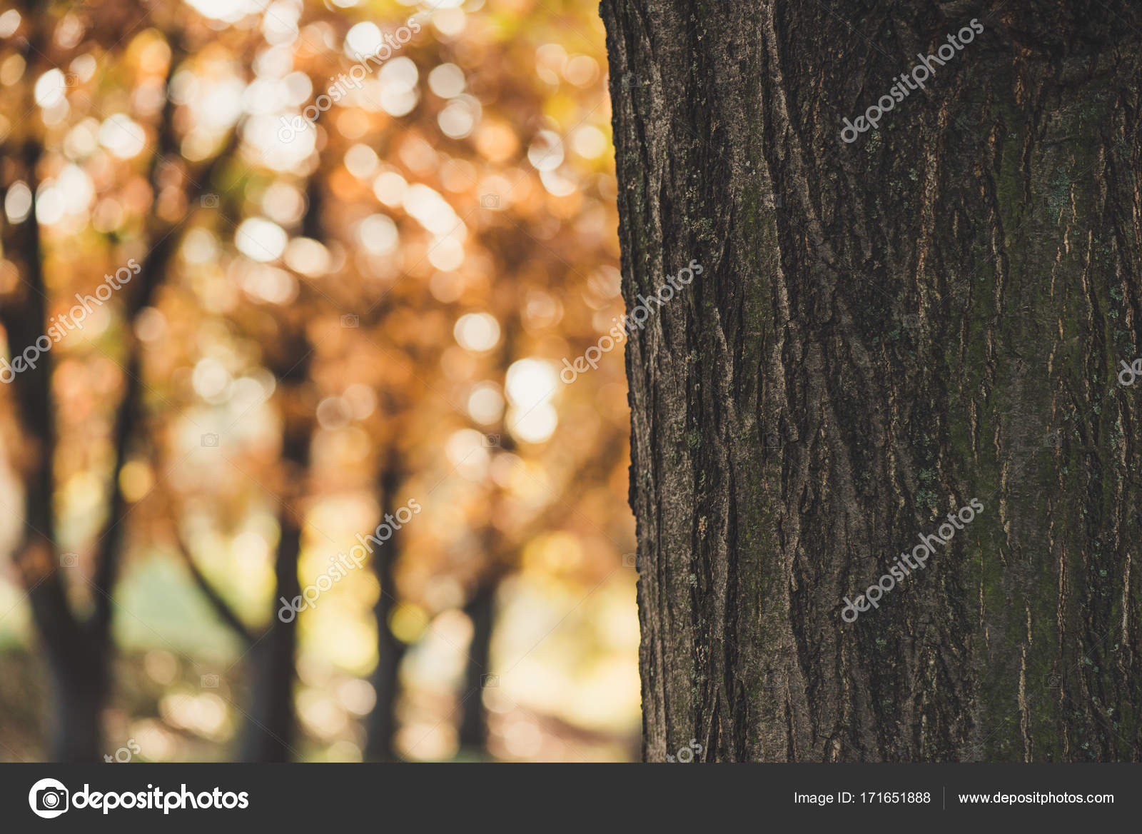 Tree bark — Stock Photo © EdZbarzhyvetsky #171651888