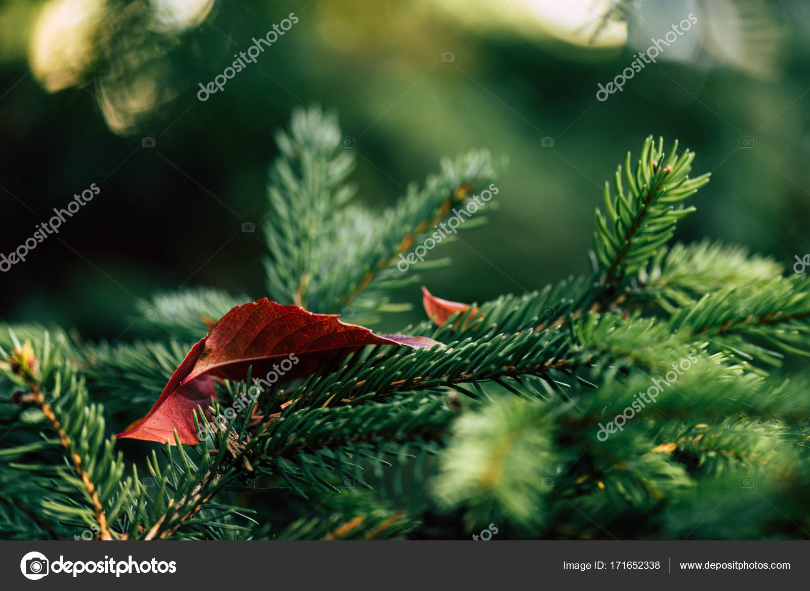 Pine tree branches — Stock Photo © EdZbarzhyvetsky #171652338