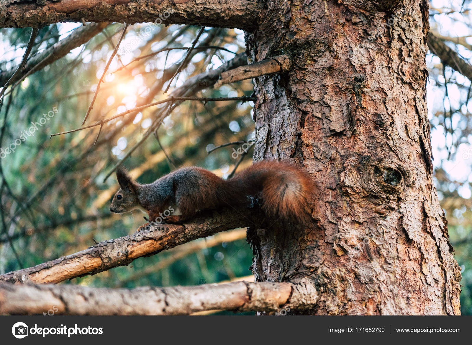 Squirrel — Stock Photo © EdZbarzhyvetsky #171652790