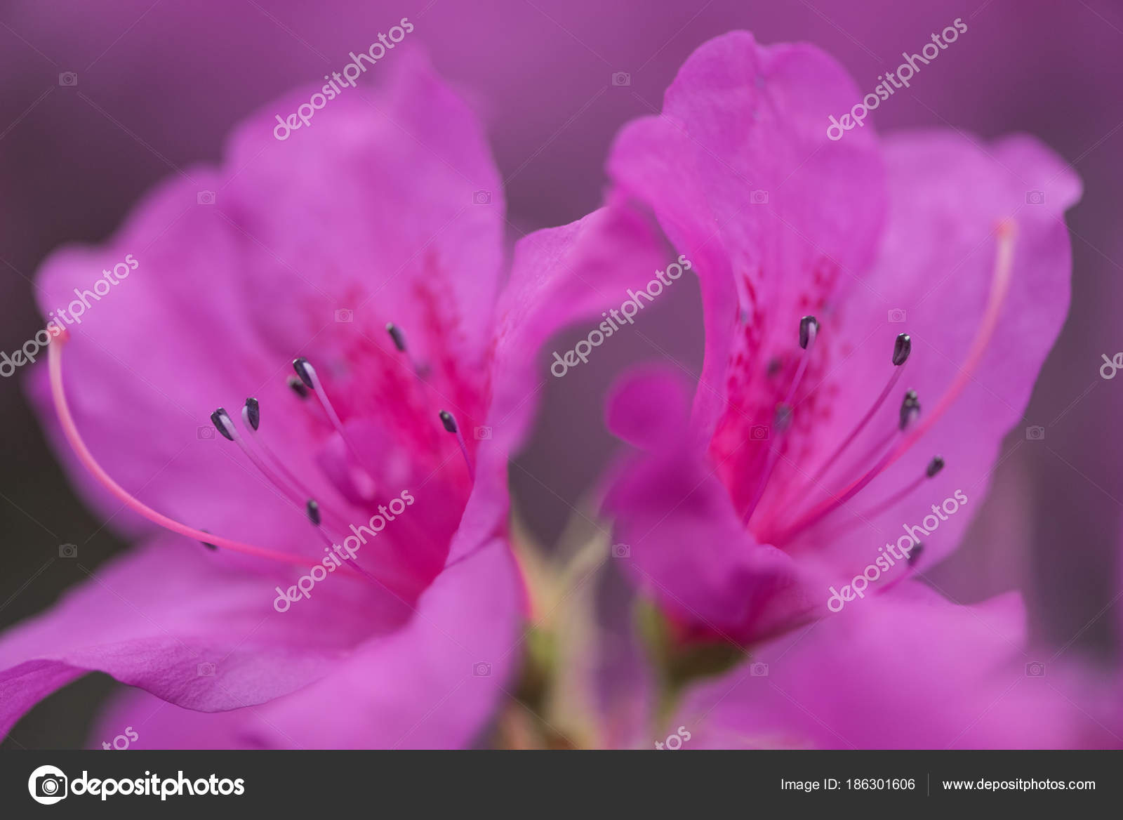 Selective Focus Beautiful Fresh Blooming Violet Flowers — Free Stock ...
