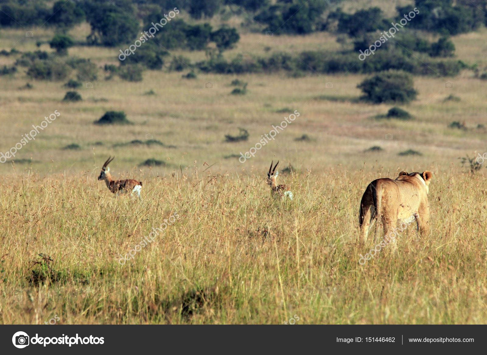 Lion Stalking Gazelle