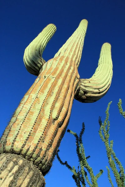 Cactus géant images libres de droit, photos de Cactus géant | Depositphotos