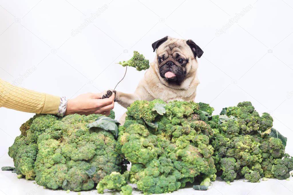 pug está sentado en un gran montón de brócoli y está sosteniendo la pata de tenedor con brócoli ...