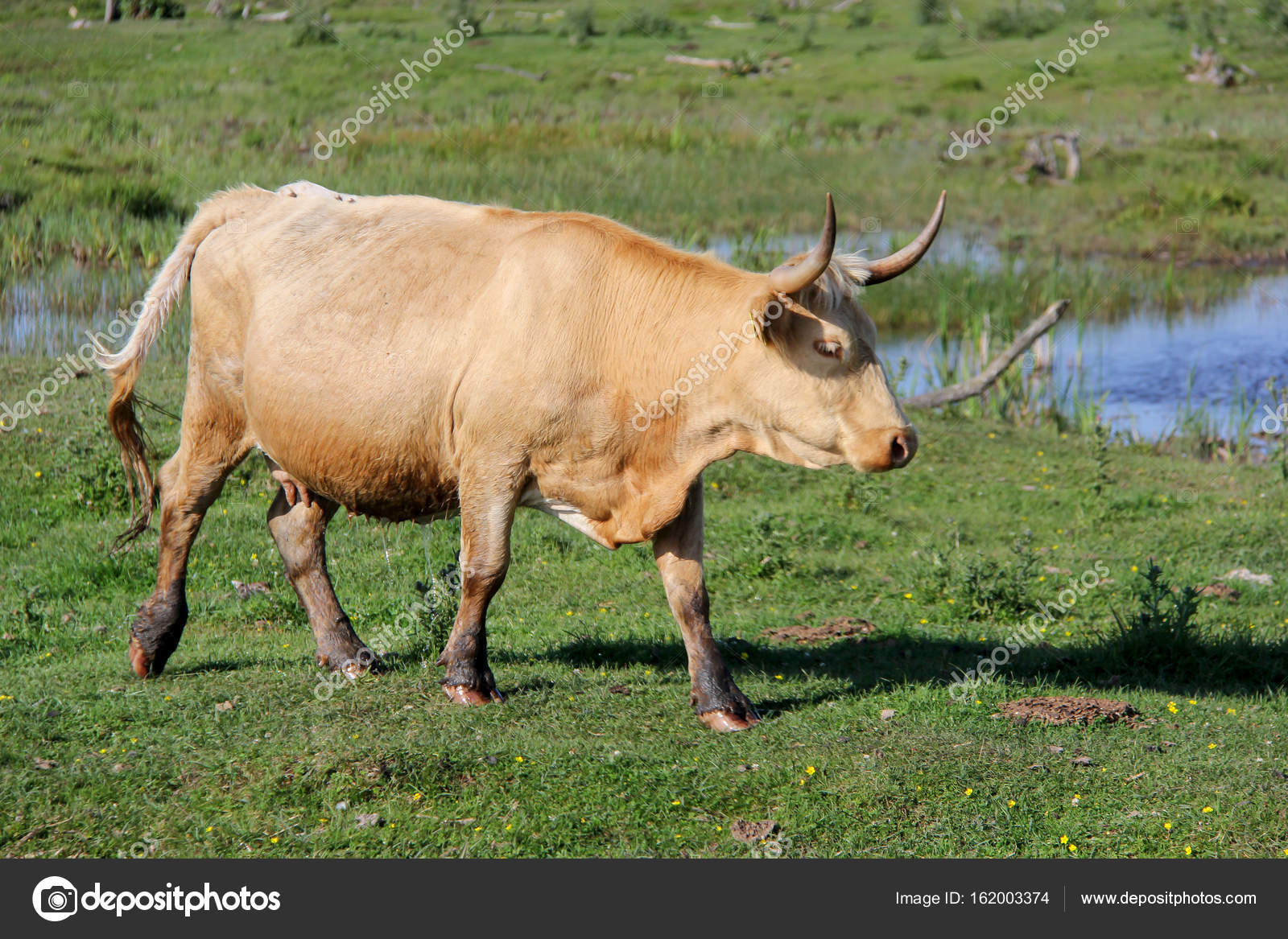 Vacas salvajes pastando y comiendo hierba en el prado junto al lago ...