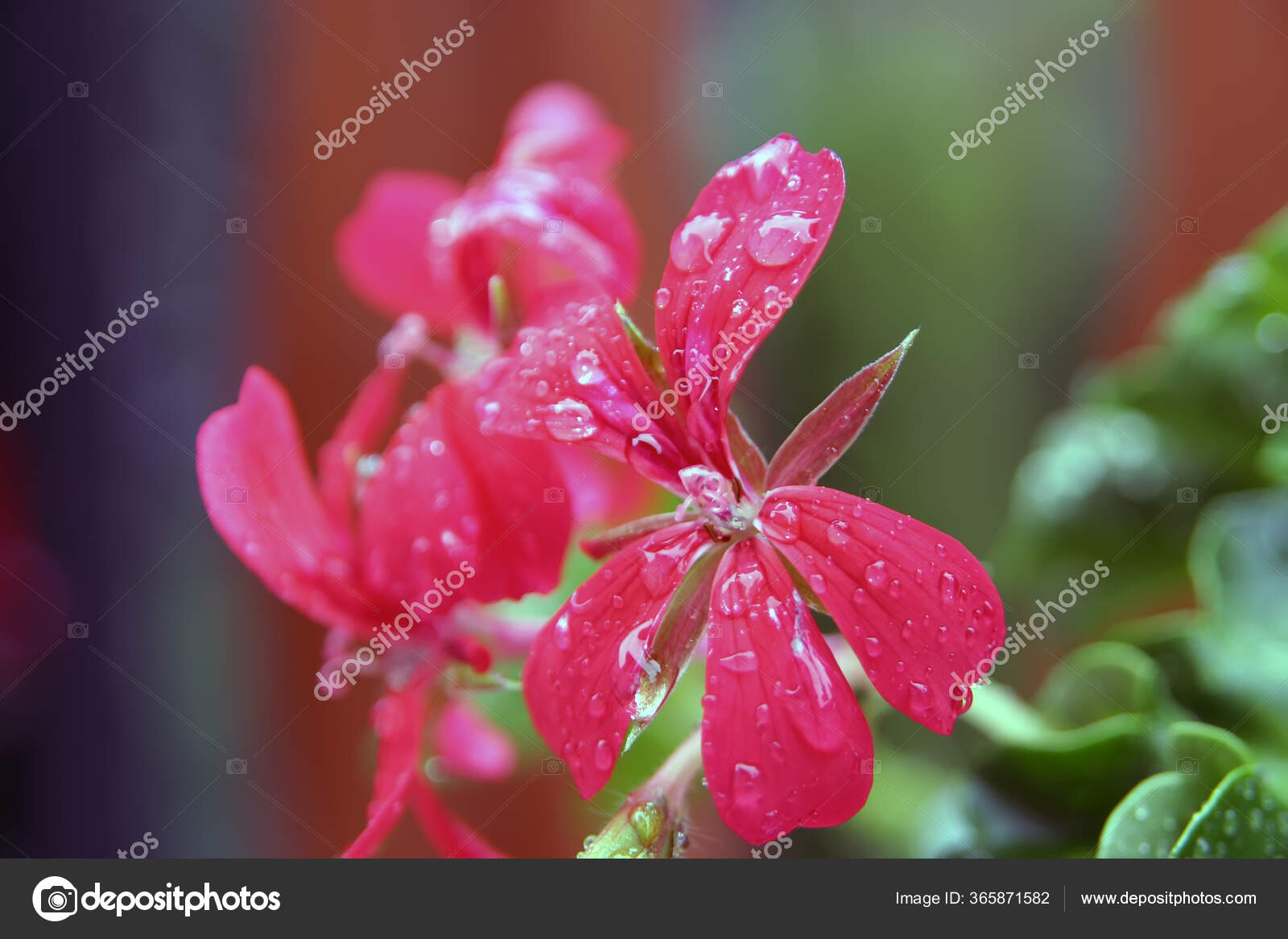 Flower Rain Flower Raindrops Flower Rain — Stock Photo © gdragan #365871582