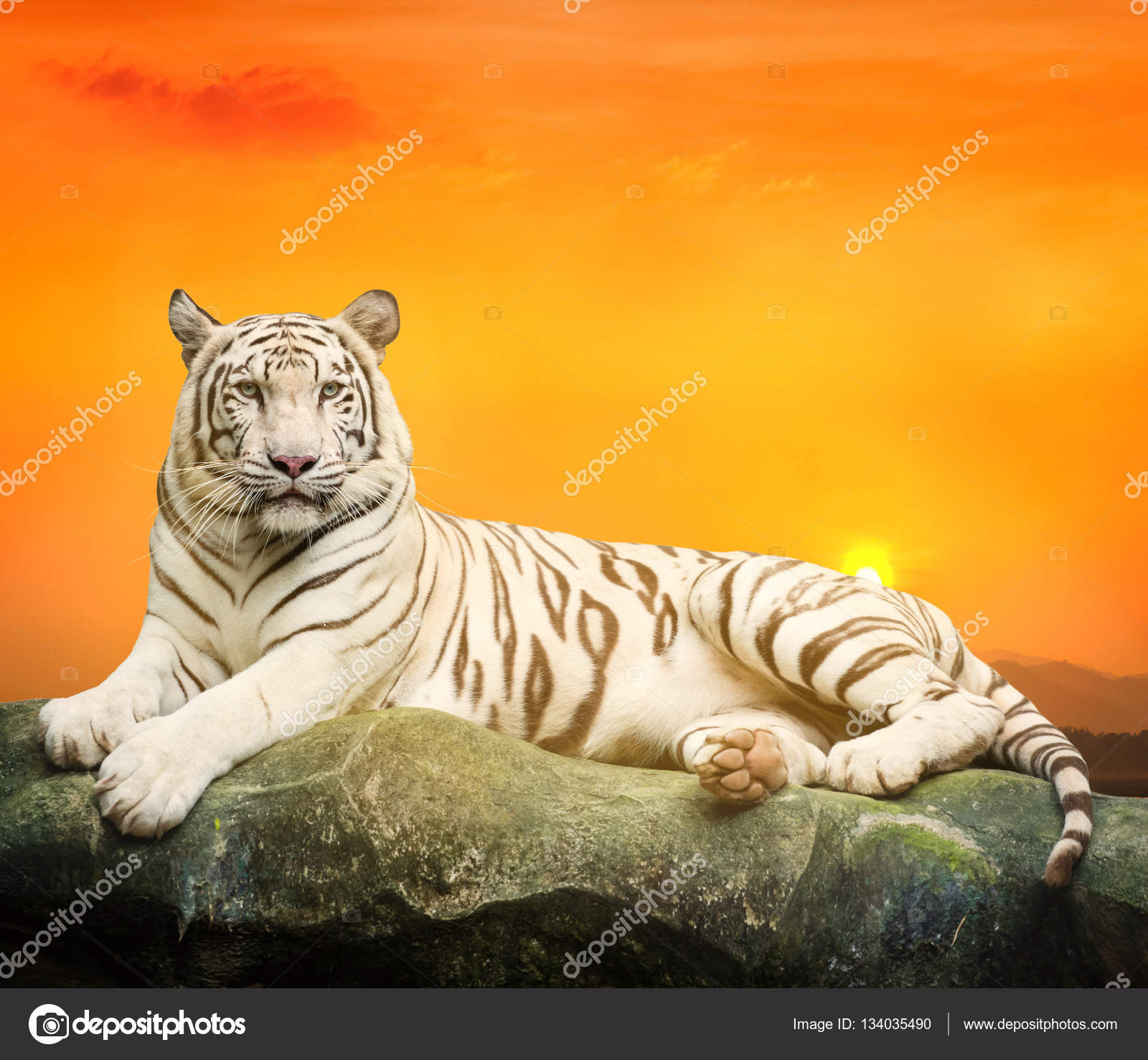 White tiger with sunset background Stock Photo by ©tratong 134035490