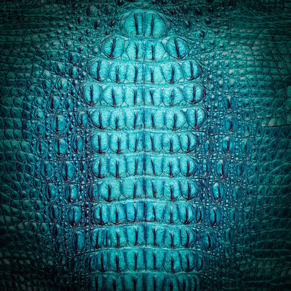 Alligator skin Stock Photos, Royalty Free Alligator skin Images ...