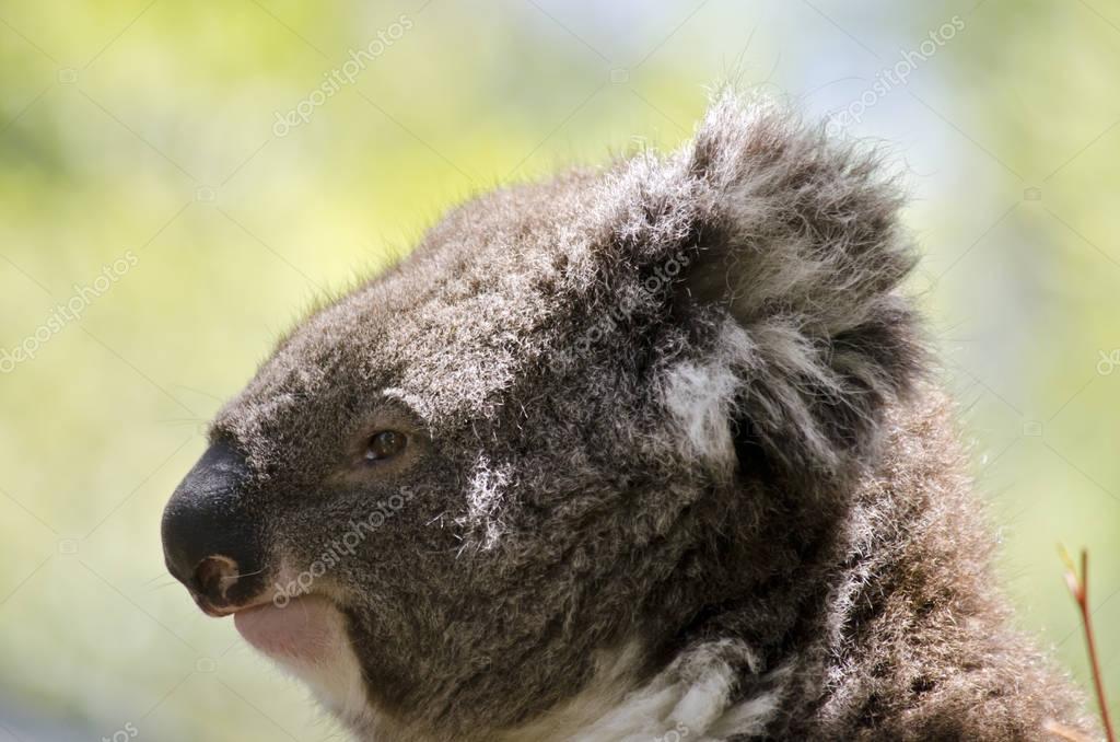 Koala close up — Stock Photo © ozflash #129139326