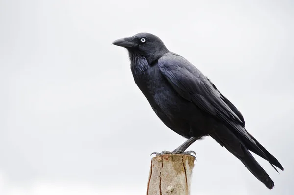 Australian raven Stock Photos, Royalty Free Australian raven Images ...