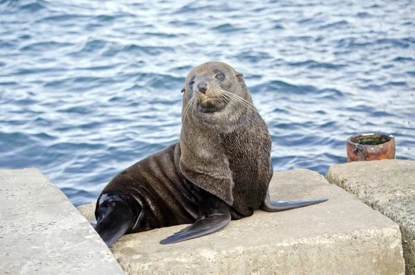 Australian fur seal Stock Photos, Royalty Free Australian fur seal ...