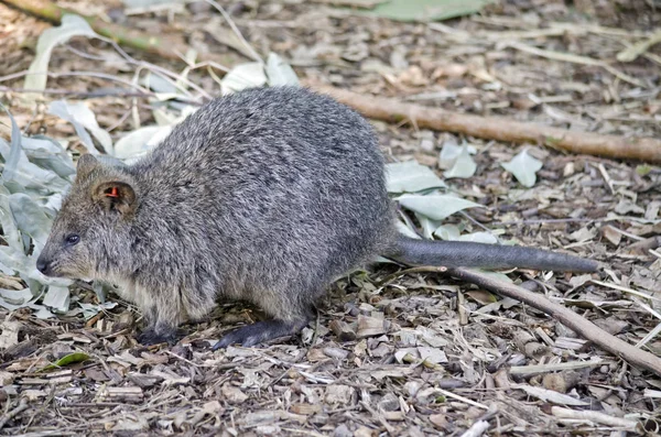 This is a side view of a quokka — Stock Photo © ozflash #306260928