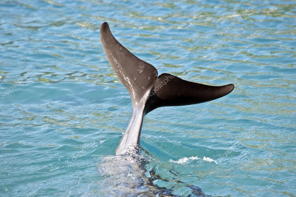 Dolphin tail out of water — Stock Photo © ozflash #163453188 Dolphin tail out of water — Stock Photo © ozflash #163453188