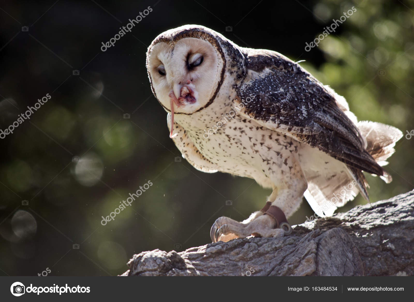 Lesser Sooty Owl