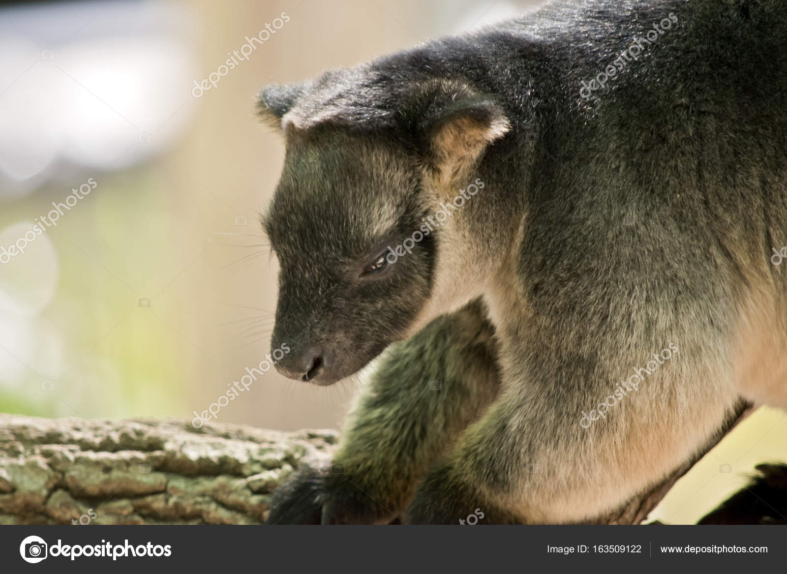 Lumholtz Tree kangaroo Stock Photo by ©ozflash 163509122