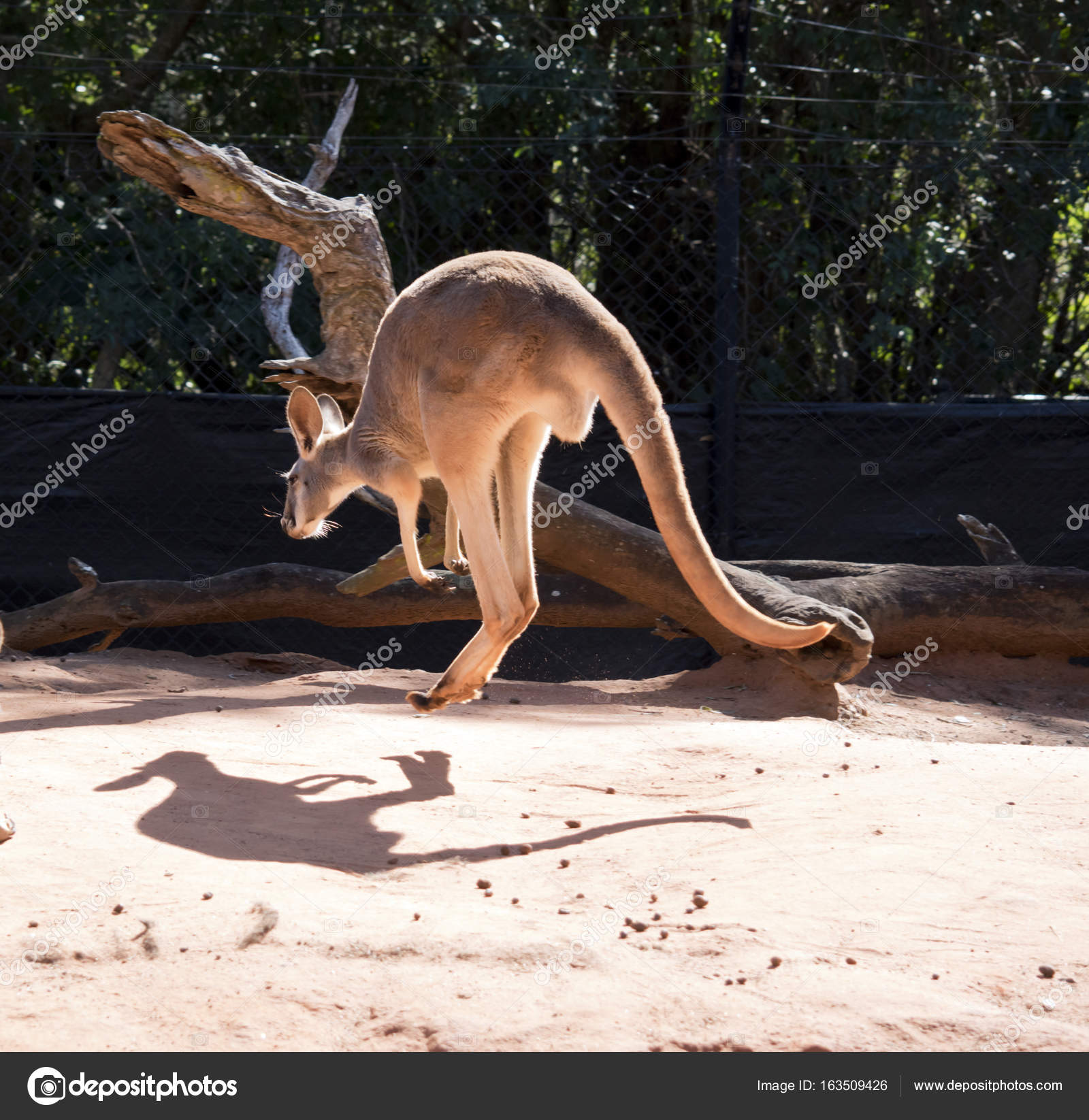 Red Kangaroo Hopping