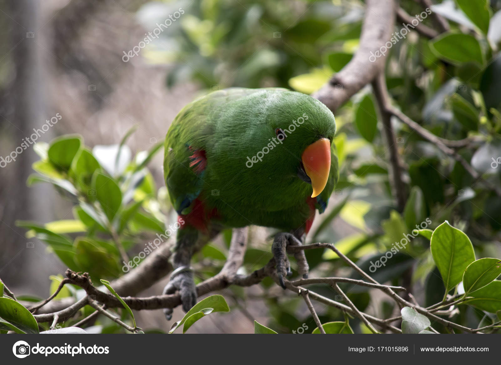 Australian eclectus parrot — Stock Photo © ozflash #171015896