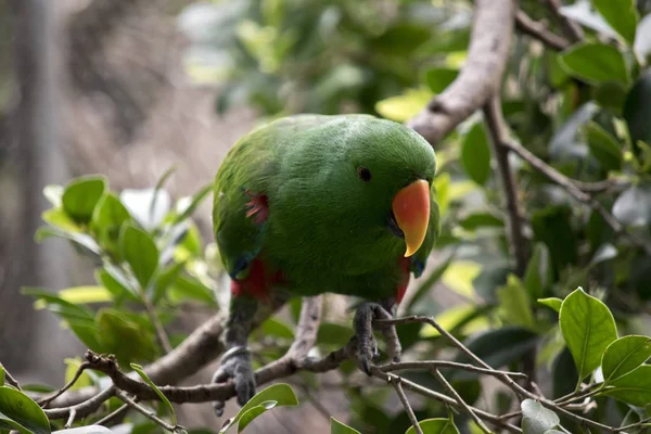Aves de auckland fotos de stock, imágenes de Aves de auckland sin ...