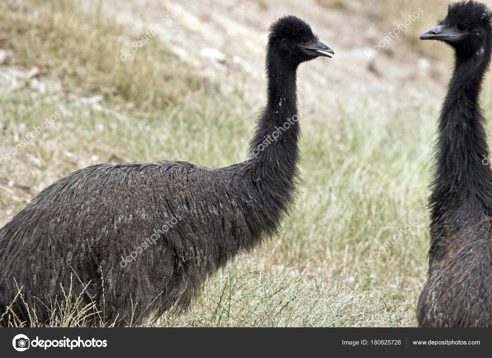 Two young emus Stock Photo by ©ozflash 180825728