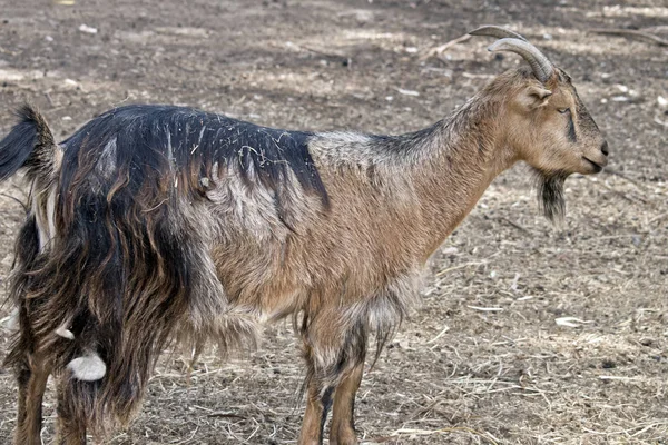 Ethiopia goats Stock Photos, Royalty Free Ethiopia goats Images ...