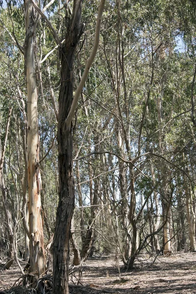 Stringy bark tree Stock Photos, Royalty Free Stringy bark tree Images ...