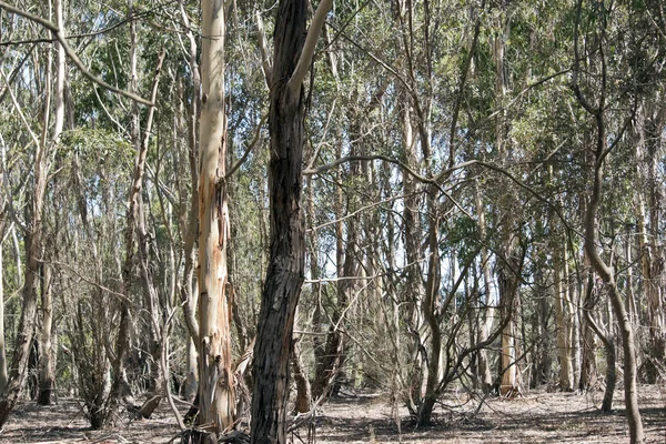 Stringy bark tree Stock Photos, Royalty Free Stringy bark tree Images ...