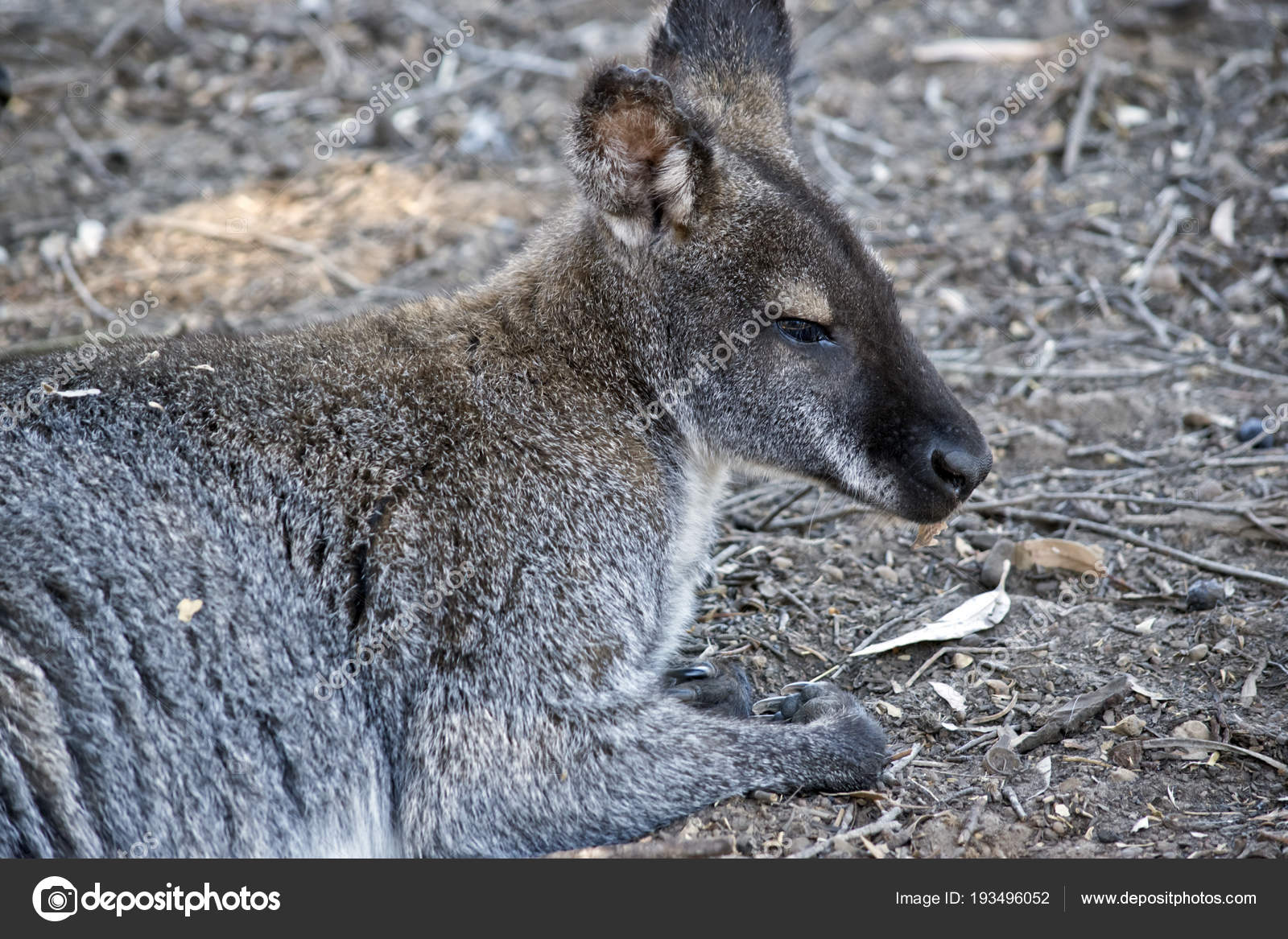 Baby Wallaroo